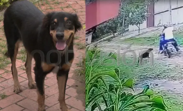 Dueña del heroico perrito relata como fue amenazada con cuchillo| Red ...
