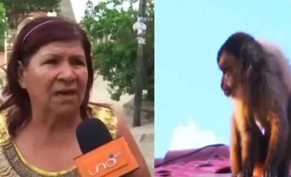 Aparece la dueña del mono suelto en la Villa Primero de Mayo| Red Uno ...