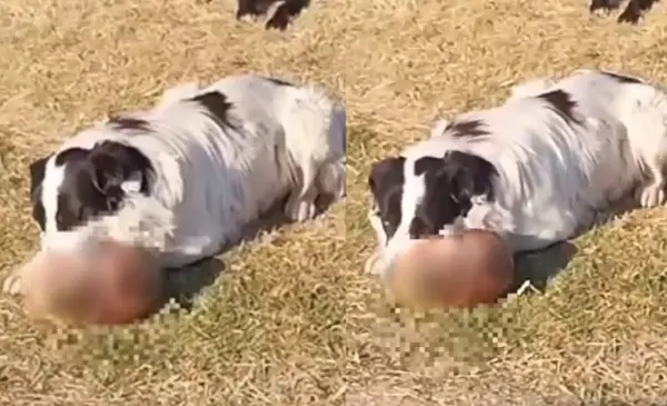 Video: ¡Macabro! Perro es captado devorando un cráneo humano en un ...