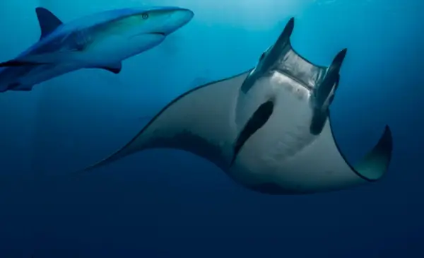 Mantarraya se embarazó en un acuario y sospechan del tiburón| Red Uno ...