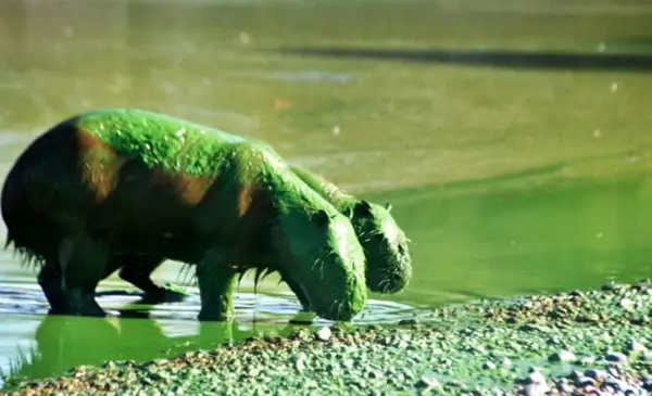 (Video) Capibaras salen del agua teñidos de verde ¿a qué se debe este ...