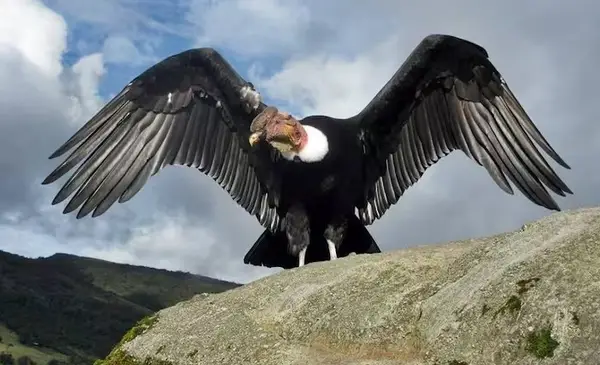Orgullo de los cielos: Bolivia celebra el Día Nacional del Cóndor ...