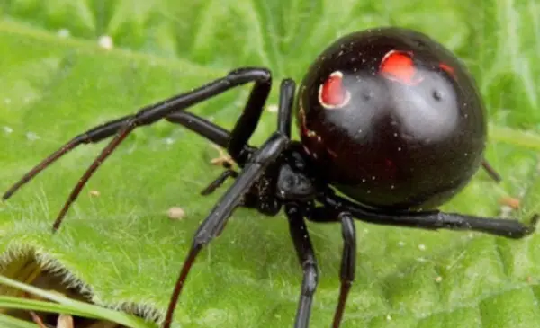Autoridades aplicarán antídoto contra la “viuda negra” de forma ...