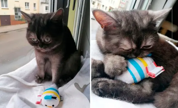 Felino considerado “feo” fue adoptado por una familia| Red Uno de Bolivia