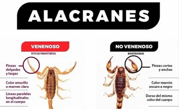 Bolivia producirá antídoto para veneno de alacrán| Red Uno de Bolivia