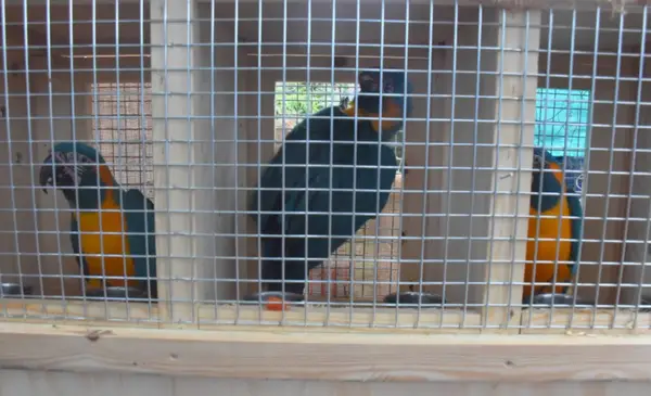 Parabas azules fueron repatriadas a Bolivia desde Inglaterra| Red Uno ...