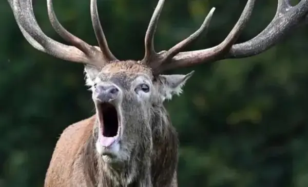 ¿Venado zombie? Dos ciervos dan positivo a la enfermedad en parques de ...