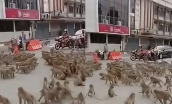 ¡Pelea épica! Pandillas de monos se enfrentan en una batalla campal en Tailandia| Red Uno de Bolivia