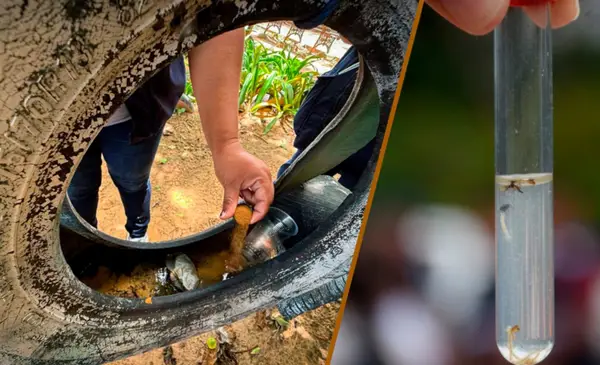 ¡Todos contra el mosquito! Santa Cruz se moviliza este fin de semana en ...
