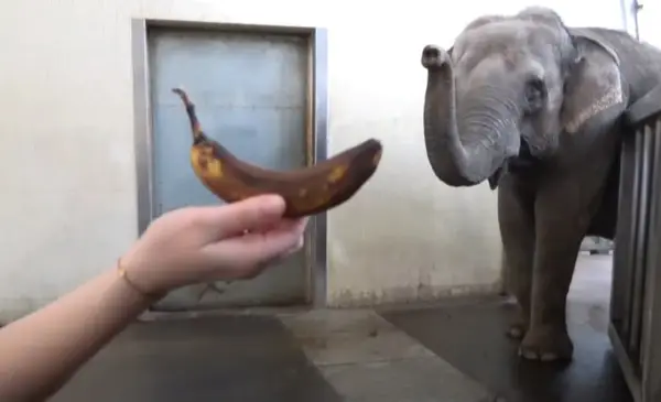 Pang Pha, la elefanta que aprendió a pelar plátanos imitando a los humanos en el zoológico de ...