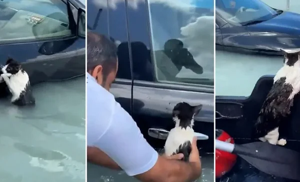 El tierno rescate de un gato atrapado en las inundaciones en Dubái ...