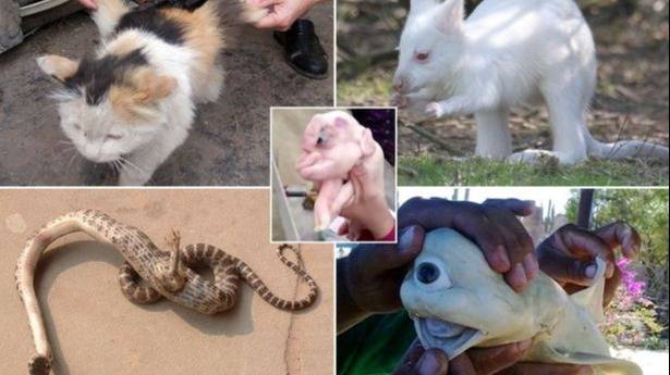 Ciclopia En Animales