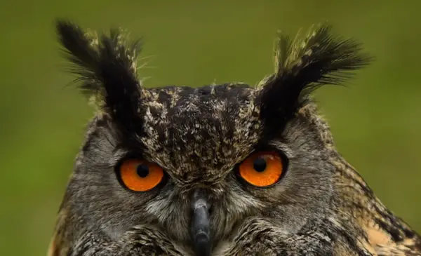 Ubican rara especie de búho con ojos anaranjados por primera vez desde ...
