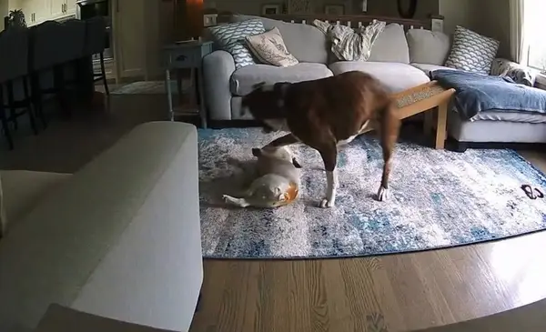 VIDEO: ¡Lo salvó! ‘Reggie’ es el bóxer que salvó la vida de un bulldog ...