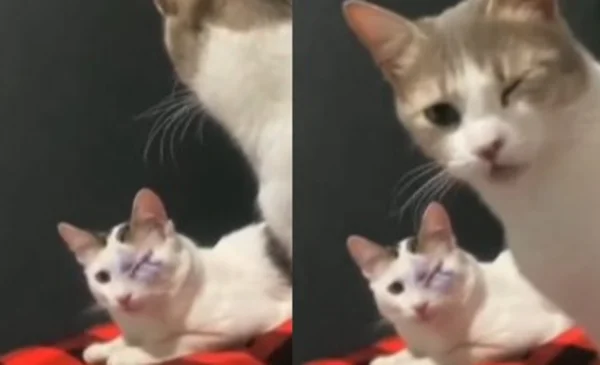 Video: Un gato se burla de su hermano al ver que fue operado | Red Uno ...