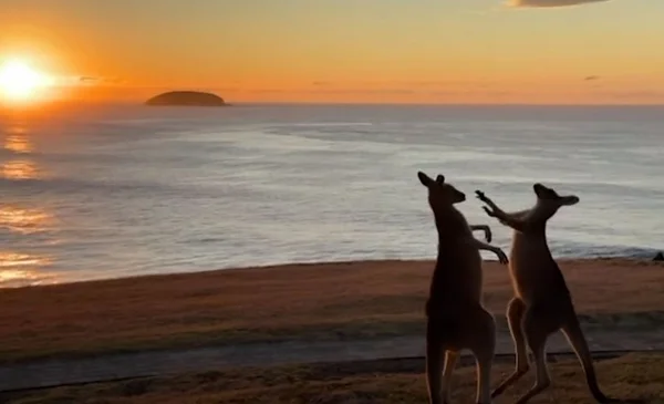 Video: Captan a unos canguros peleando en el amanecer| Red Uno de Bolivia