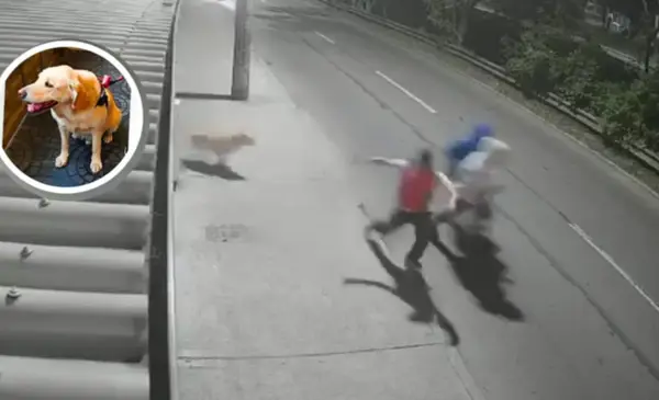 Video: ¡Dante, el héroe canino! Labrador frustra hurto y defiende a su ...