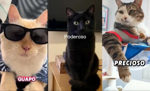 Guapo Poderoso Asombroso Muy Hermoso La Canción De Tik Tok Que