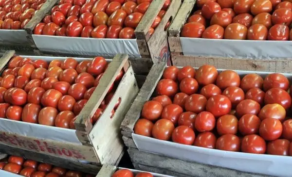 ¡No faltará la llajua! El precio del tomate se reduce en gran cantidad ...