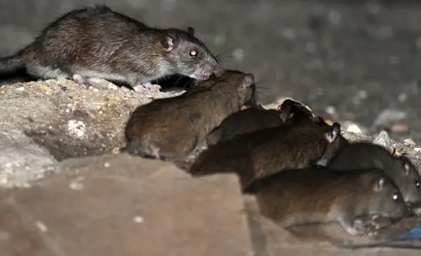 Como prevenir el virus Machupo| Red Uno de Bolivia