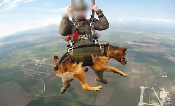 VIDEO: Prueban paracaídas adaptado para perros de rescate en Rusia| Red ...