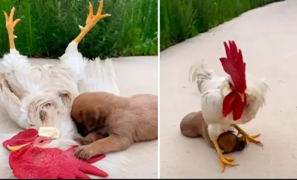 VIDEO: Gallo es sensación en redes por hacerse el muerto | Red Uno de ...