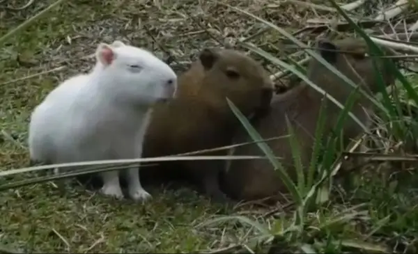 ¡Un bello ejemplar blanco! Captan a un capibara blanco y este es su ...