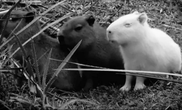¿Qué pasó con el capiguara albino? Su presunta muerte genera revuelo en ...