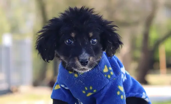 Buscan hogar para 50 mascotas: Zoonosis realizará campaña de adopción ...