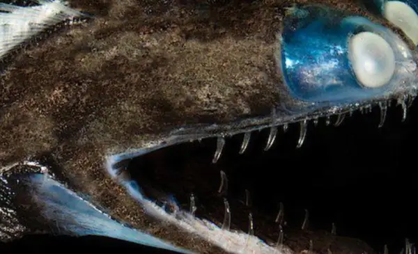 Video del pez telescopio: ¿es real la criatura de ojos saltones que se ...