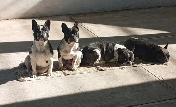 Una familia denuncia que los perros de un vecino mataron a dos de sus ... Una familia denuncia que los perros de un vecino mataron a dos de sus ...