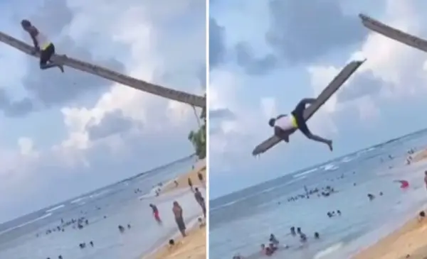 De la risa al susto: hombre cae desde lo alto de una palmera en Costa ...