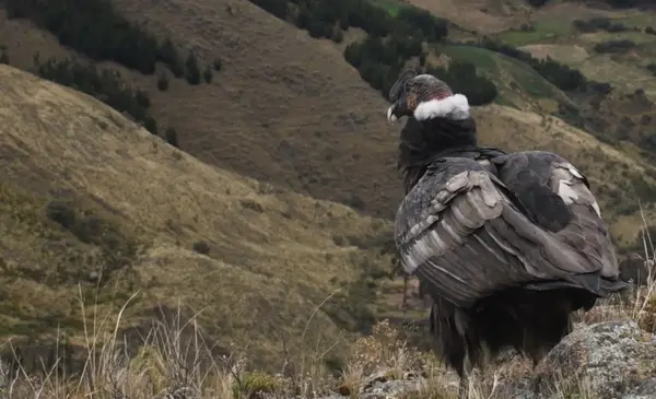 Aprueban ley para proteger y conservar el cóndor andino| Red Uno de Bolivia
