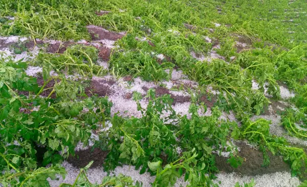 Cae fuerte granizada en Colomi y afecta cultivos de papa, oca y haba ...