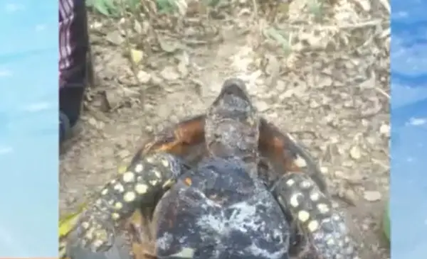 Animales calcinados por el fuego en el municipio paceño Palos Blancos ...