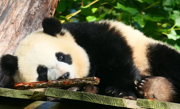 ¡Sólo quería dormir! El apacible sueño de un oso panda se volvió viral ...