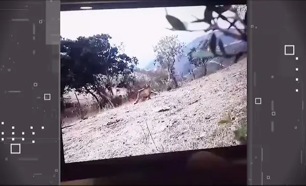 (Video) Perdía a sus vacas y con una cámara descubrió que un puma ...