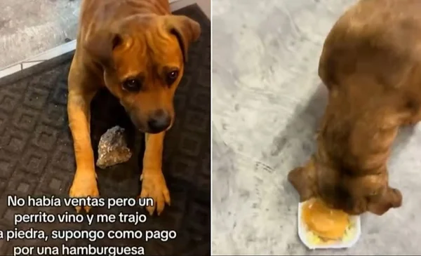 VIDEO | Un perrito se vuelve viral por "pagar" con piedras su ...