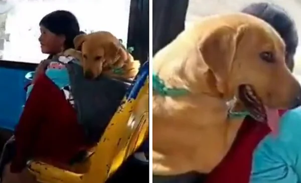 [VIDEO] Mujer sube al autobús cargando a su perro en la espalda y se ...